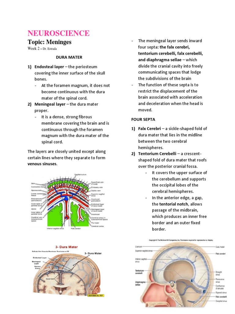 The Four Septa of the Dura Mater and their Functions in Restricting ...