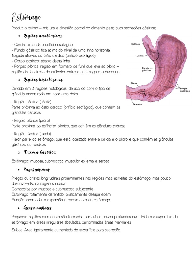 A Anatomia, Histologia e Função das Estruturas Glandulares do Estômago ...