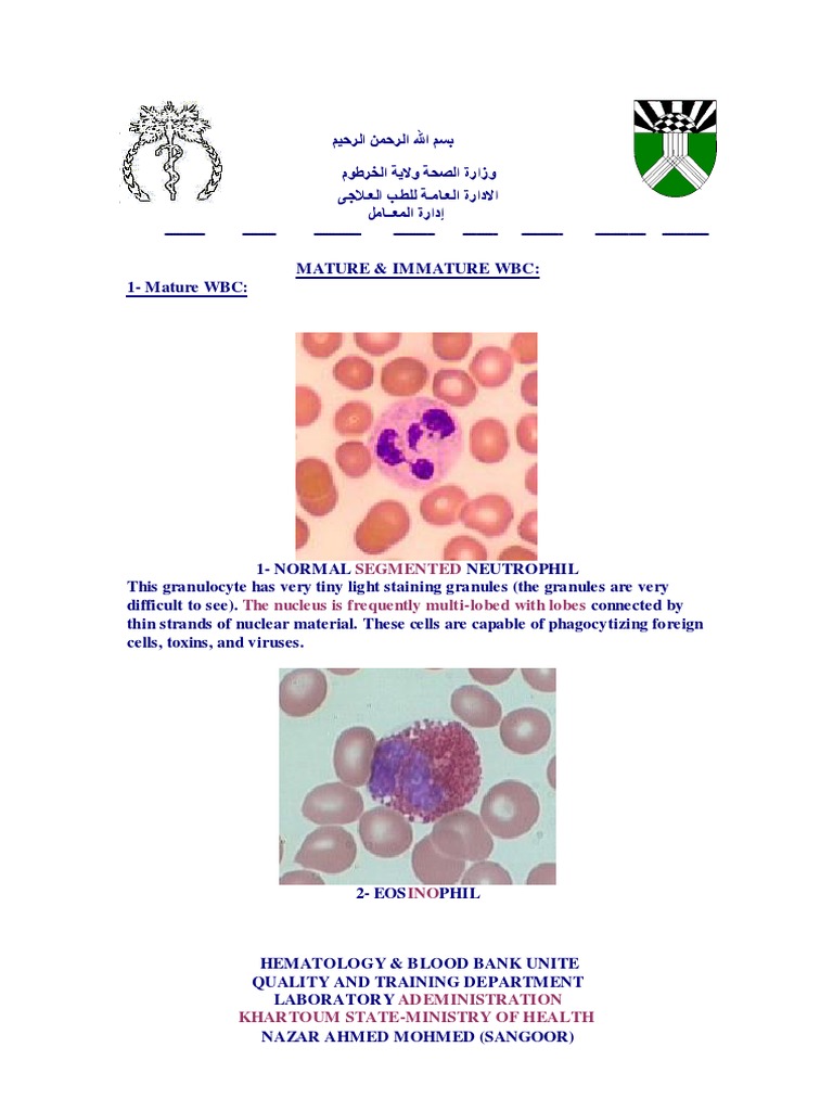 Segmented The Nucleus Is Frequently Multi-Lobed With Lobes | PDF ...