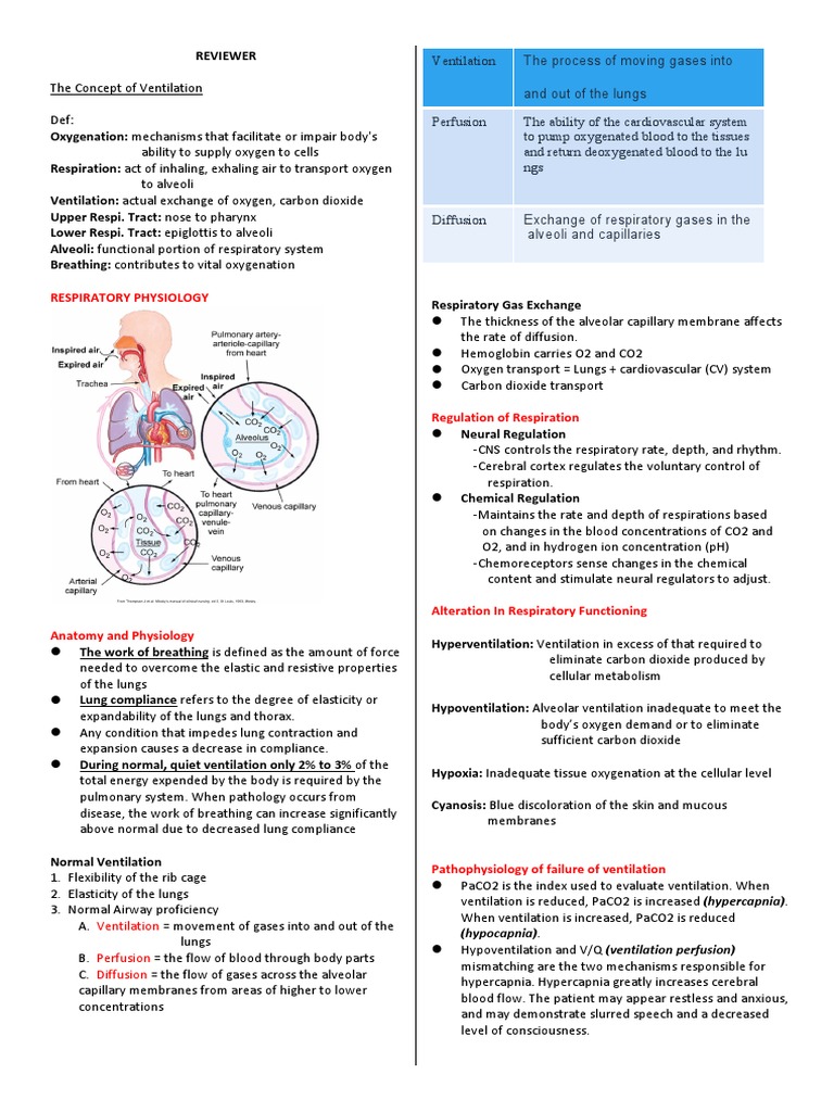 Respiratory Physiology: Ventilation Perfusion Diffusion | PDF ...