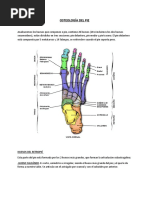 Anatomía del Maléolo Tibial y Astrágalo | PDF | Tobillo | Anatomía del ...