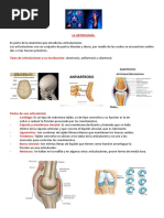 Intervalo Rotador | PDF | Hombro | Extremidades (anatomía)
