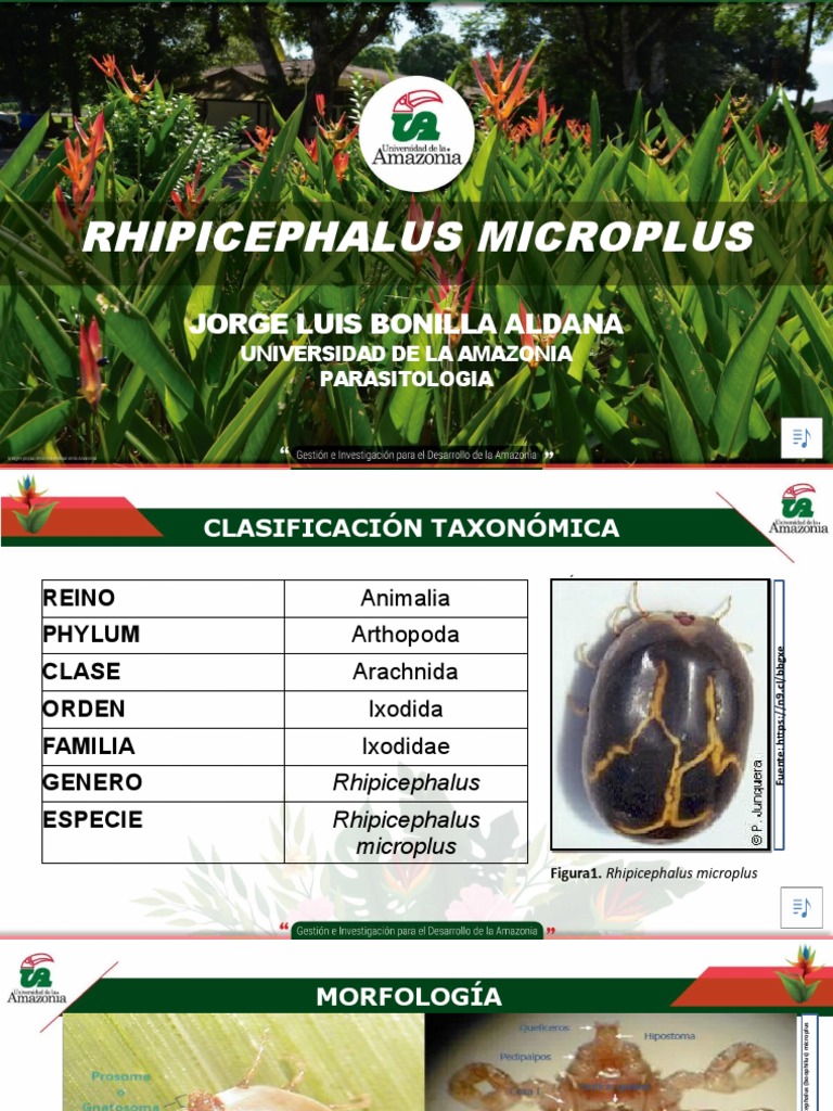 Morfología y ciclo de Rhipicephalus microplus | PDF | Vacas