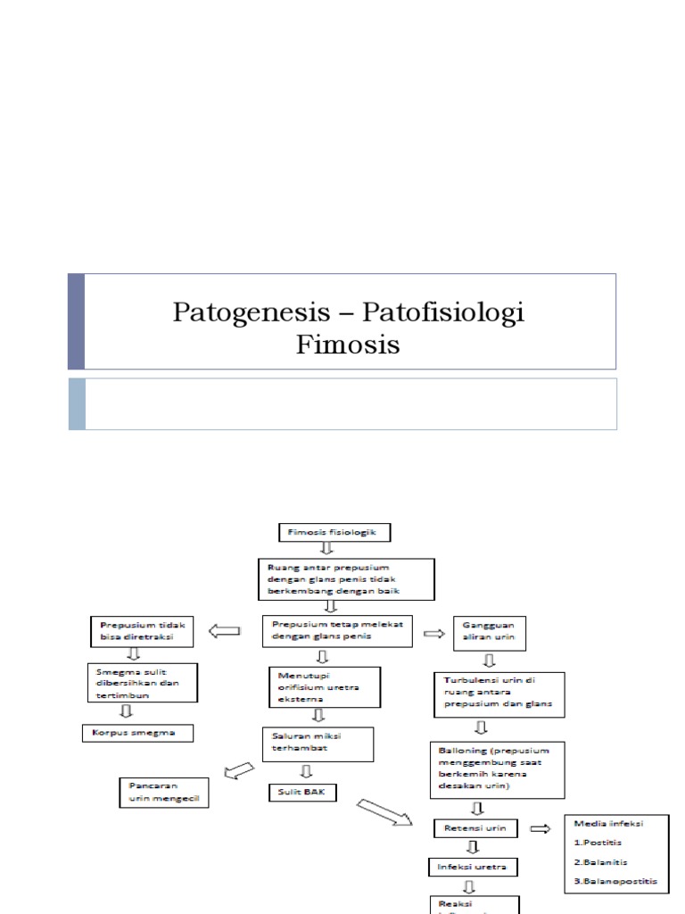 Fimosis Patogenesis Patofisiologi Dikonversi | PDF