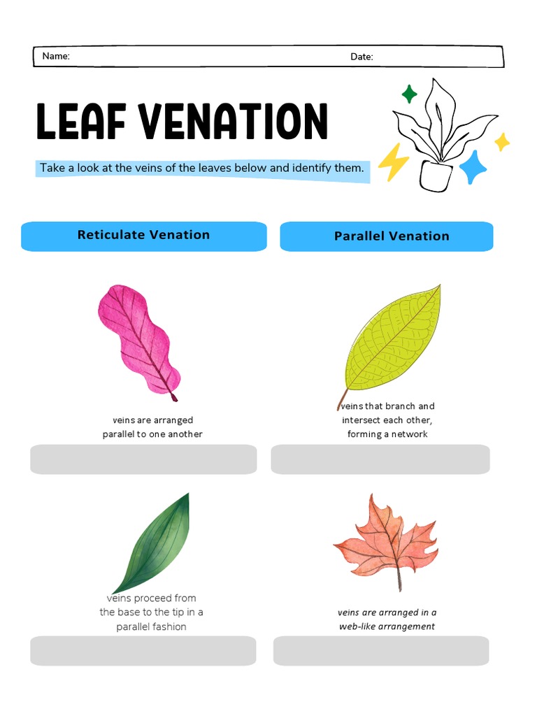 Leaf Venation: Reticulate Venation Parallel Venation | PDF