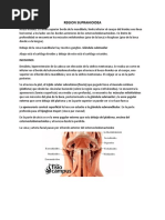 Triangulo de Farabeuf | PDF | Anatomía humana | Cabeza y cuello humanos