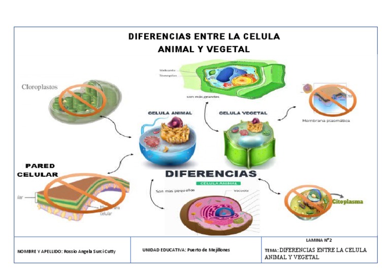 Diferencias Entre La Celula Vegetal Y La Celula Animal Compartir Celular