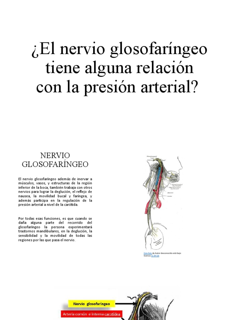 Nervio Glosofaringeo | PDF | Lengua | Cabeza y cuello humanos