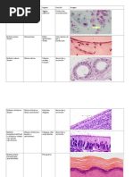 Presentación de Laminillas de Laboratorio | PDF | Epitelio | Anatomía