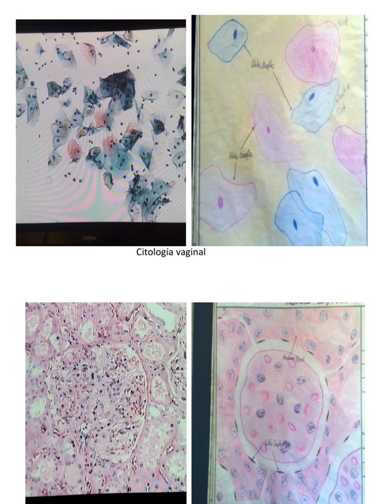 Presentación de Laminillas de Laboratorio | PDF | Epitelio | Anatomía