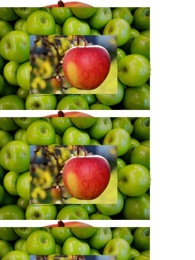 Apple Harvest Season Guide | PDF
