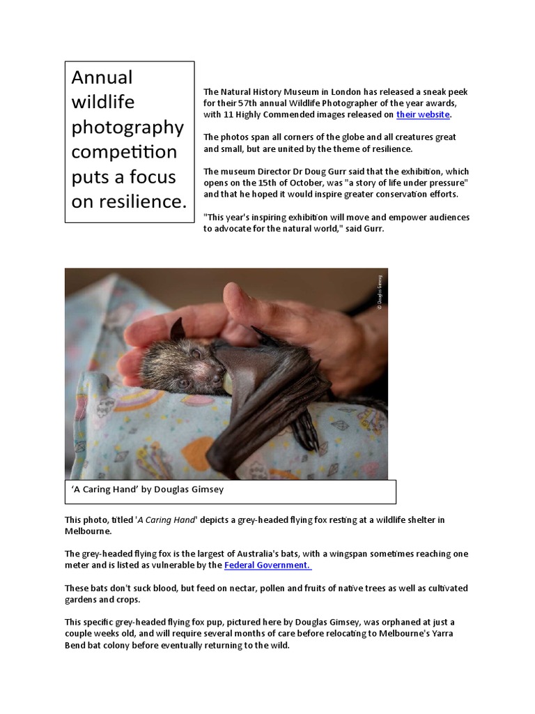 Wildlife Photography | PDF | Bat