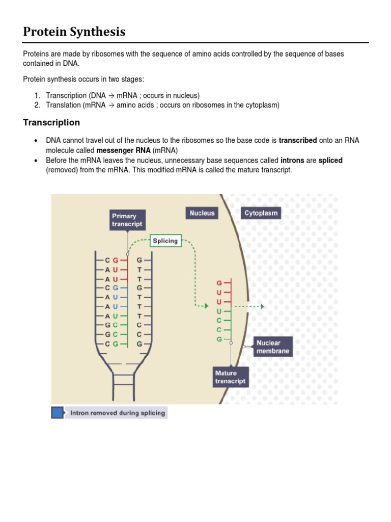 Protein Synthesis | PDF