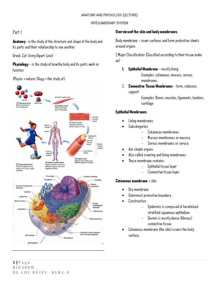 Integumentary System | PDF | Skin | Integumentary System
