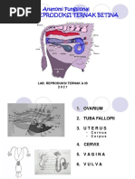 Anatomi Organ Reproduksi Sapi Betina | PDF