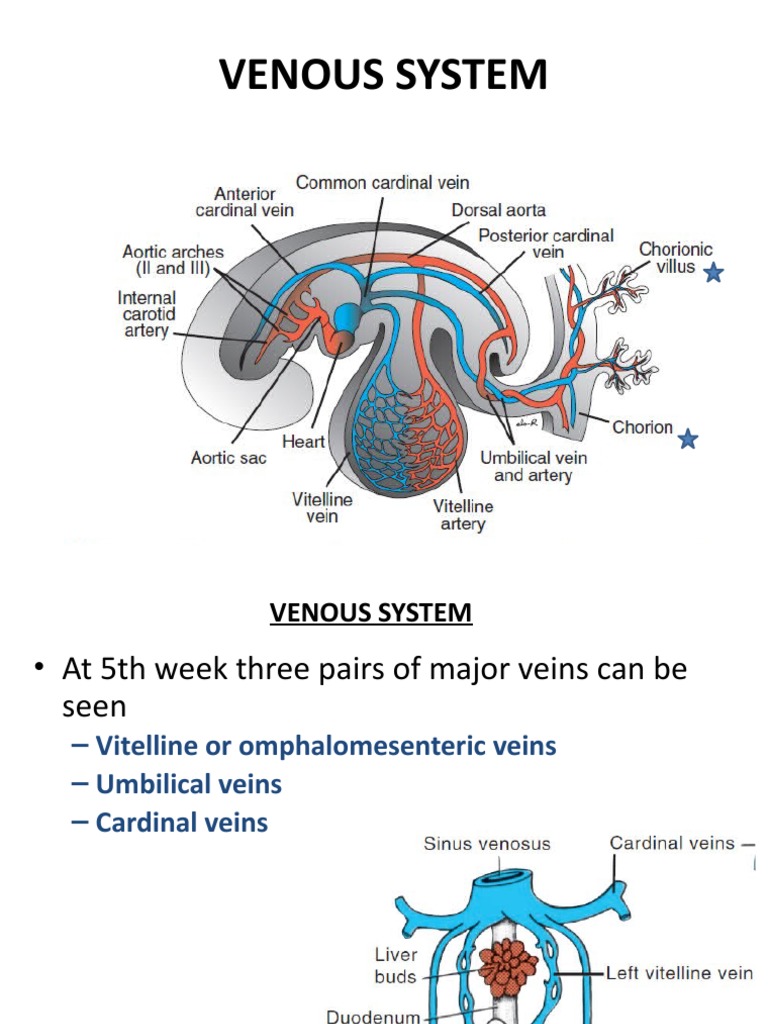 Development - of - CVS-5 | PDF | Vein | Circulatory System