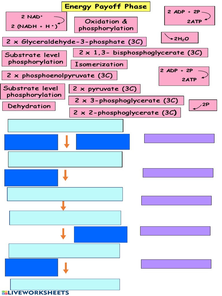 Glycolysis Energy Pay Off Phase | PDF