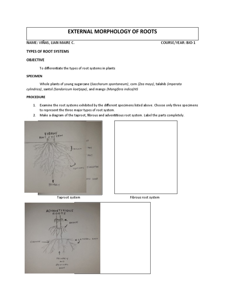 External Morphology of Roots | PDF | Root | Carrot