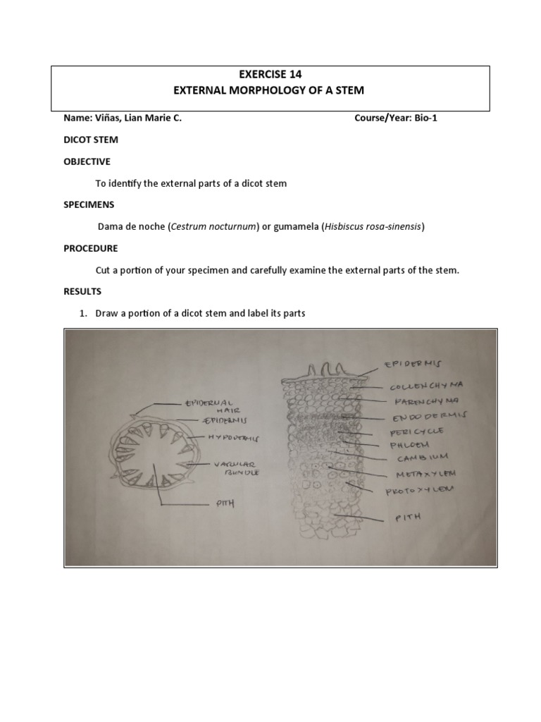 Laboratory Activity (Stems) Exercise 14-16 | PDF | Leaf | Plant Stem