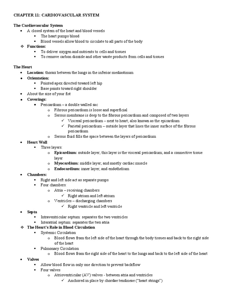 Chapter 11 Cardiovascular System | PDF | Heart | Heart Valve