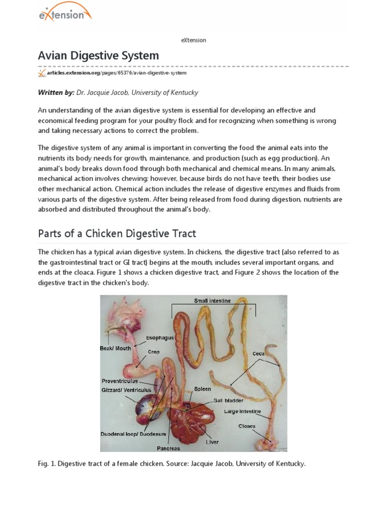 Understanding Chicken Digestive Anatomy | PDF | Digestion | Human ...