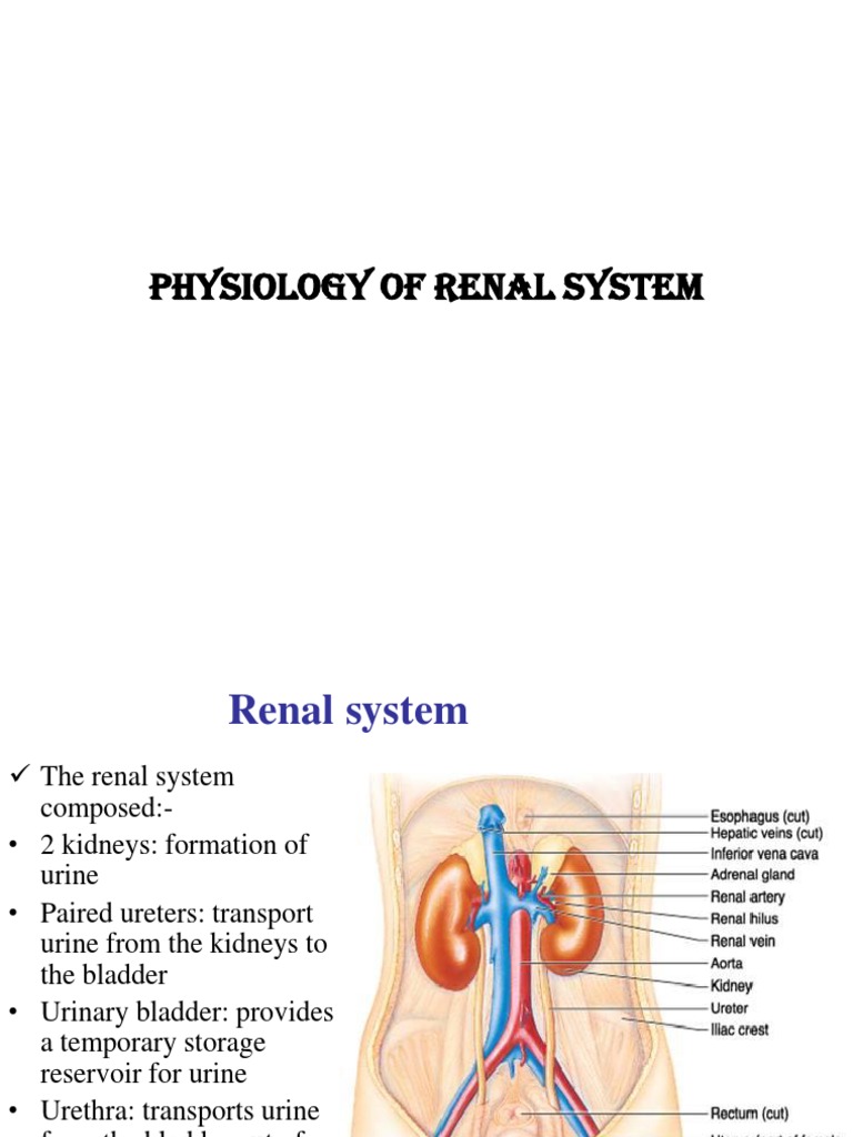 Physiology OF Renal SYSTEM | Download Free PDF | Kidney | Urinary System