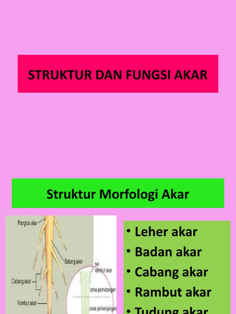 Struktur Dan Fungsi Akar | PDF
