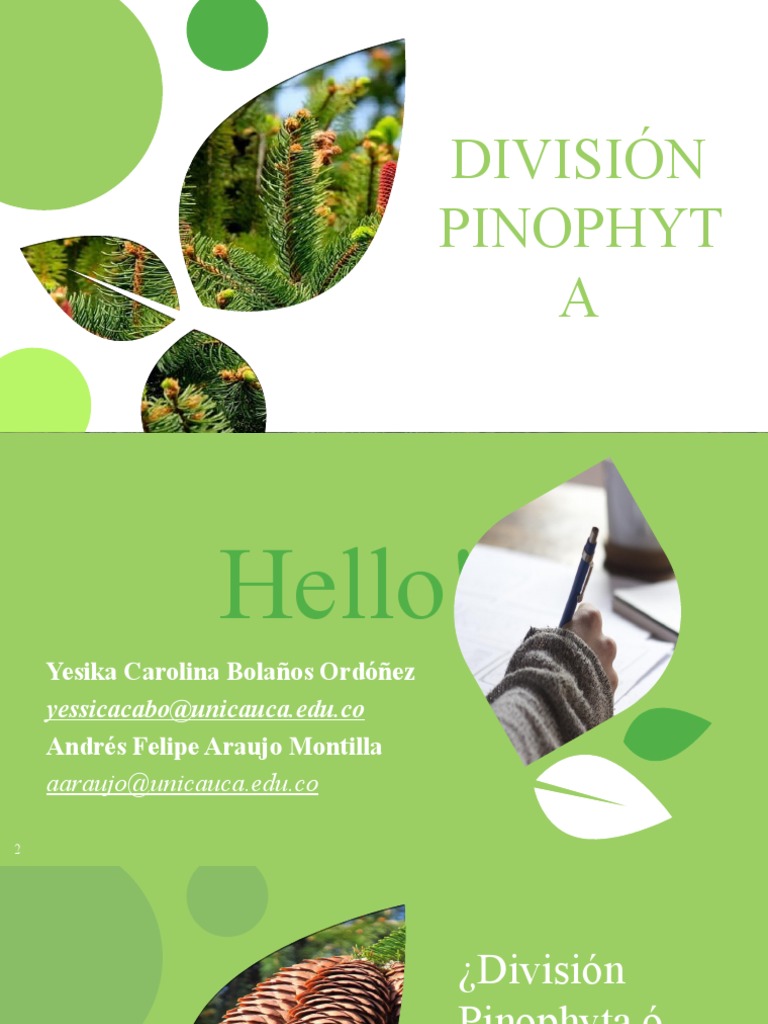 División Pinophyta | PDF | Ramas de la botánica | Organismos