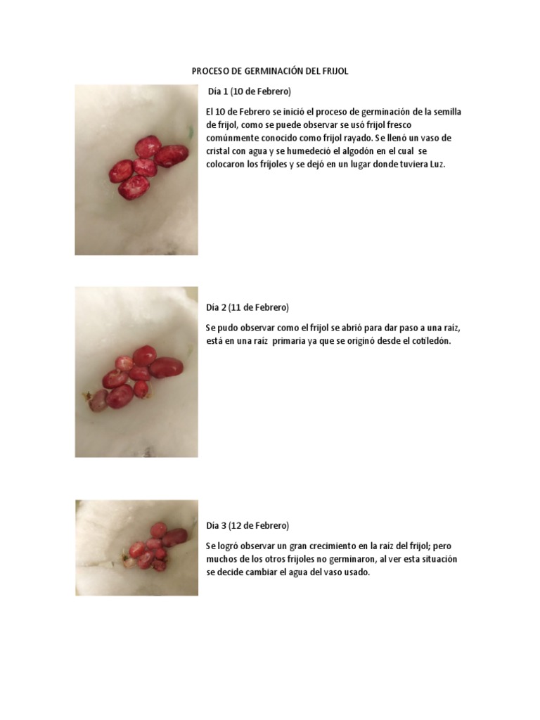 Etapas De Germinación De Una Semilla De Frijol Germinando 101 Cómo