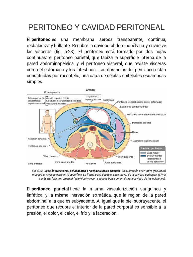 Peritoneo y Cavidad Peritoneal | PDF | Peritoneo | Abdomen