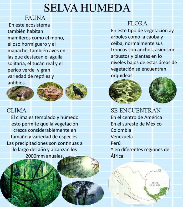Flora y fauna de la selva húmeda | PDF | Tecnología