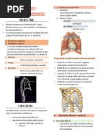 Netter Corazon | PDF | Ventrículo (corazón) | Corazón