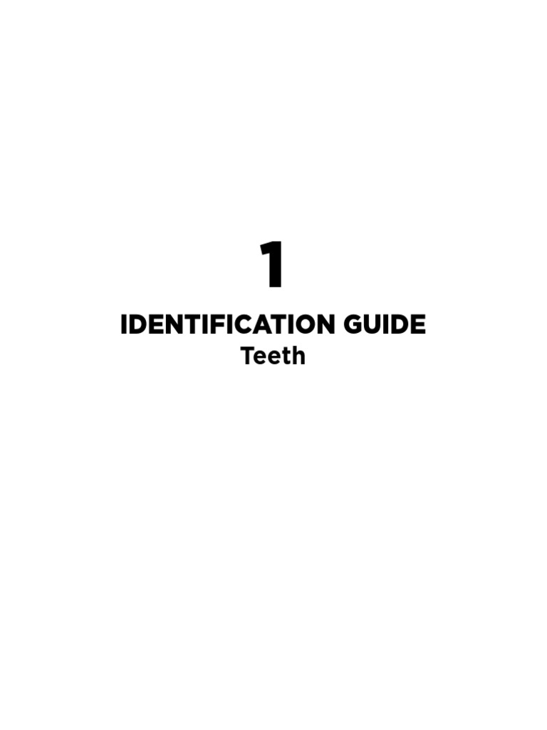 Identification Guide: Teeth | PDF