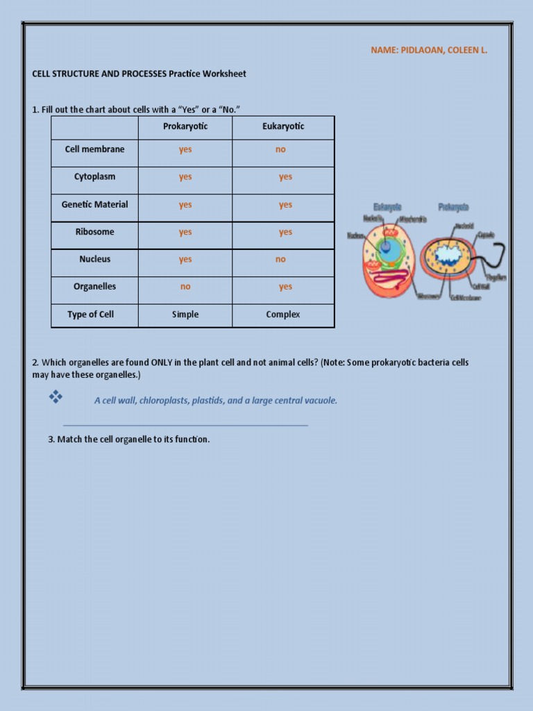 Cell Structure and Processes Practice Worksheet: Name: Pidlaoan, Coleen ...