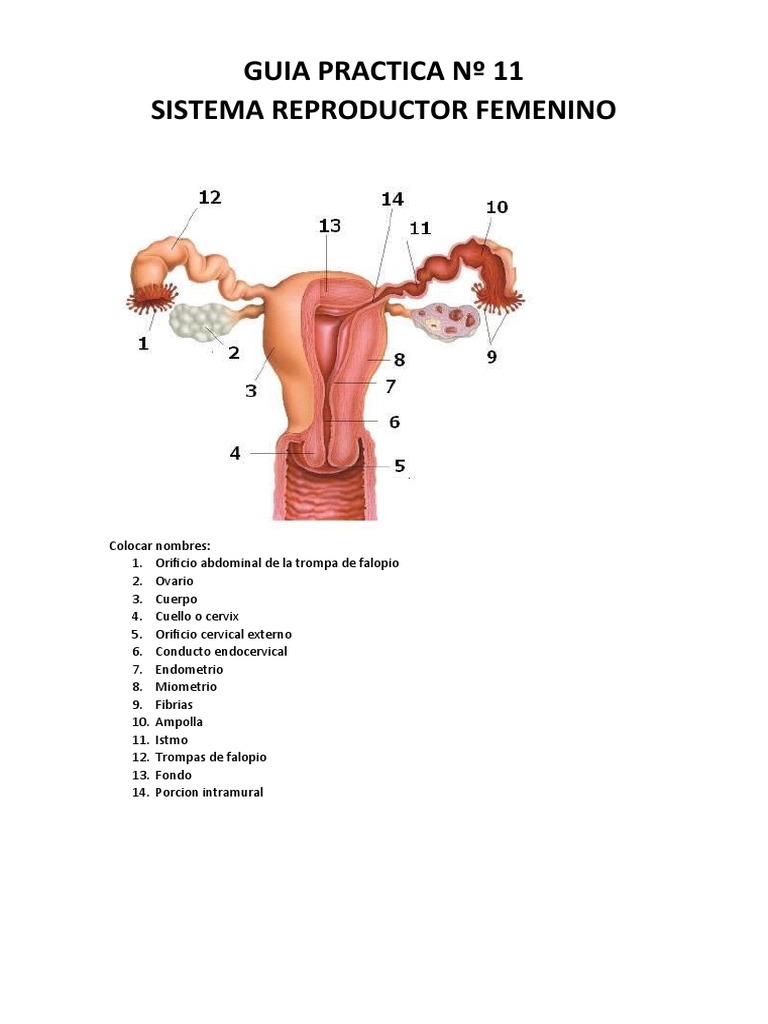 Guia Prac 11 Sistema-Reproductor-Feme | PDF | Vagina | Clítoris