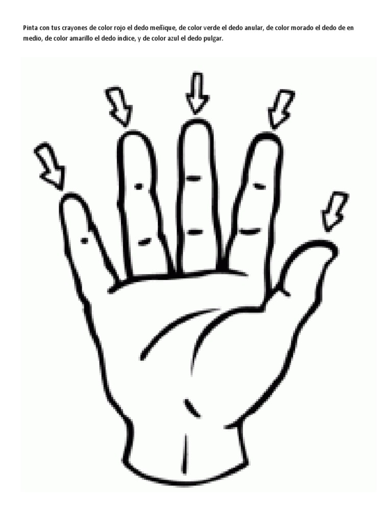 Dedos de La Mano | PDF