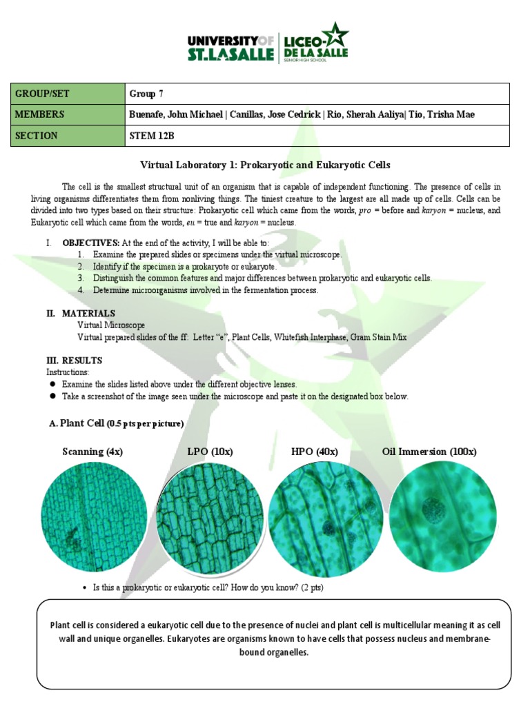 Prokaryotic vs Eukaryotic Cells Lab | PDF | Cell (Biology) | Prokaryote