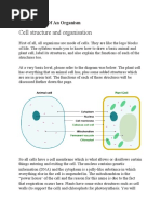Magnification Questions | PDF | Cell (Biology) | Cell Biology