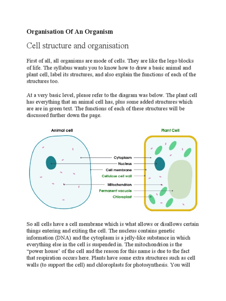 IGCSE Biology Chapter 2: Organisation of The Organisms | PDF | Cell ...