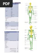 Human Skeleton All Bones Chart | PDF | Musculoskeletal System ...
