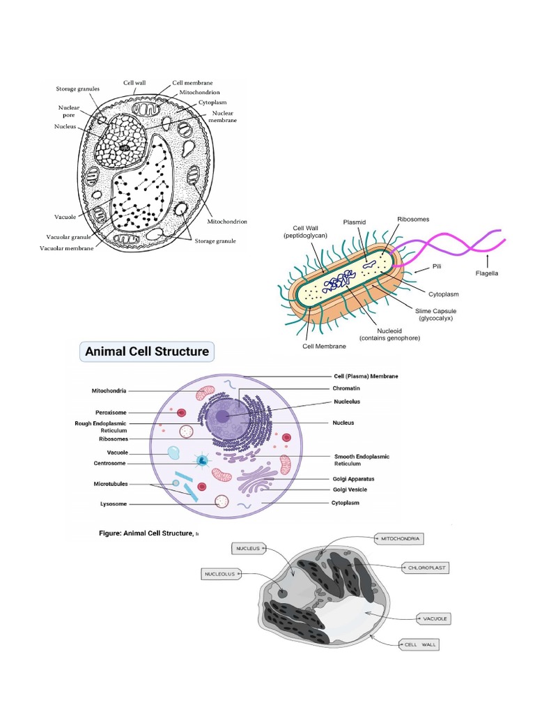 Cell Comparison Chart Summary | PDF | Wellness | Science & Mathematics