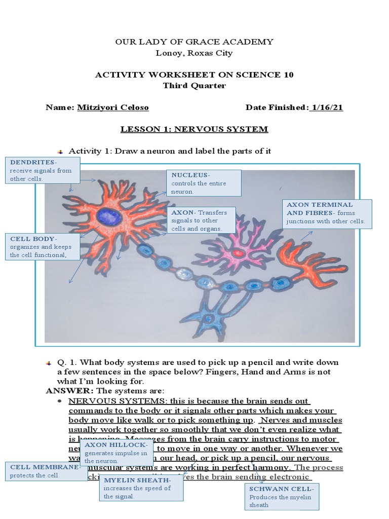 Nervous System Activity Worksheet | PDF | Neuron | Motor Neuron