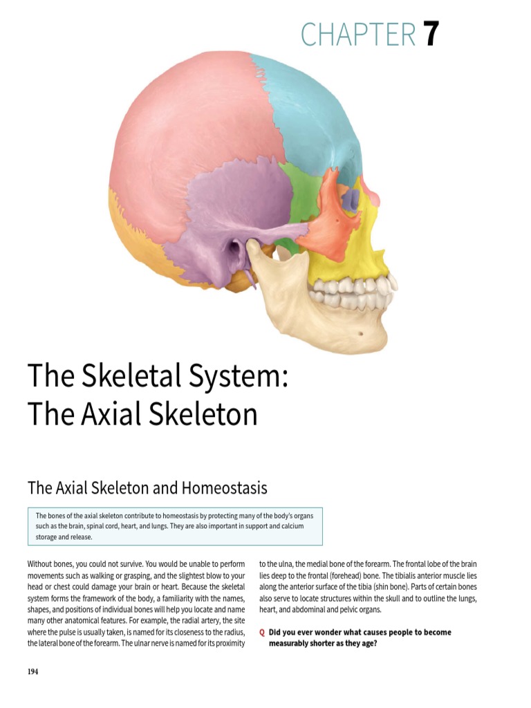 Axial Skeleton and Homeostasis Overview | PDF | Skull | Skeleton