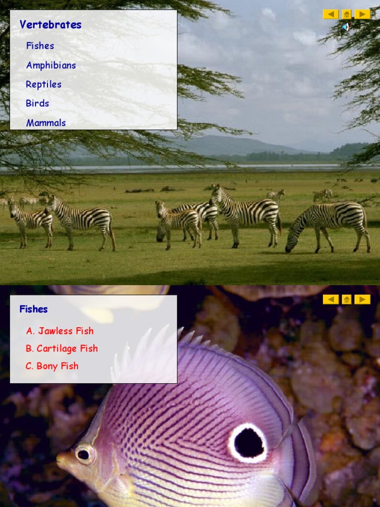 Vertebrates - H | PDF | Fish | Amphibian