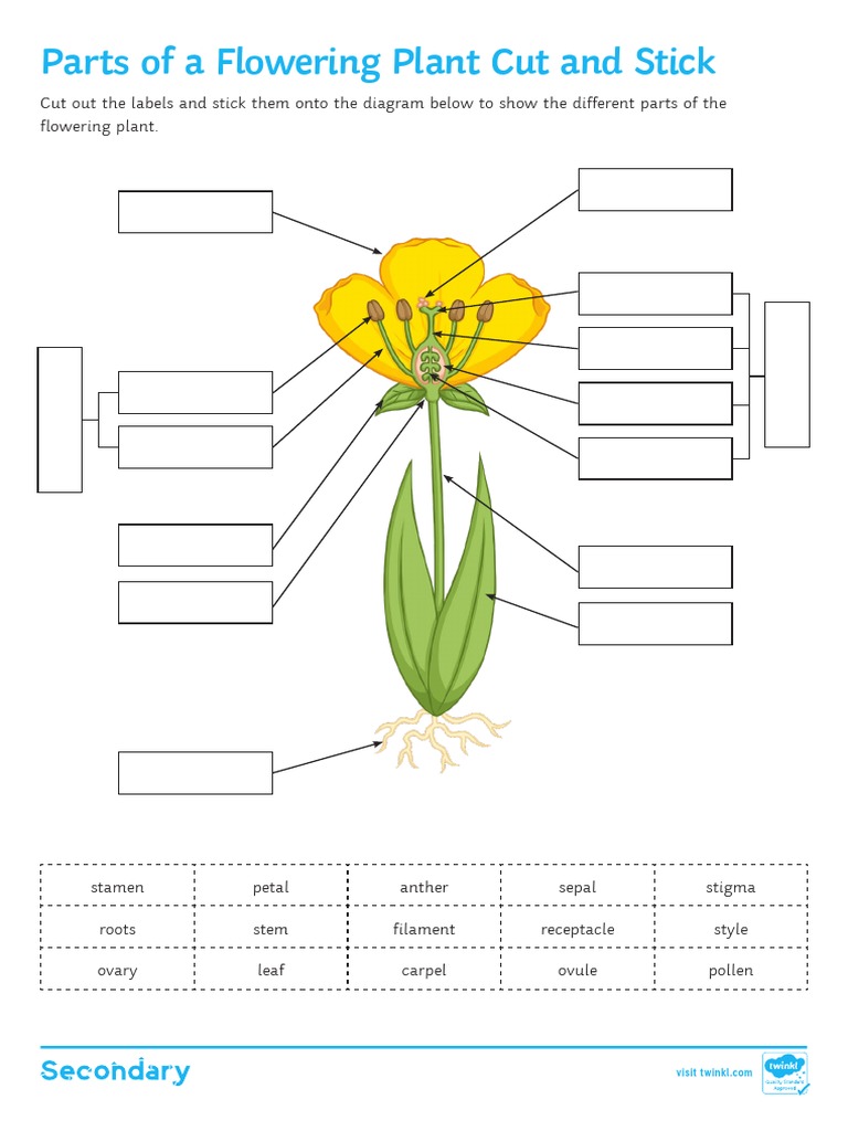 Parts of A Flowering Plant Cut and Stick Activity Sheet Organized | PDF