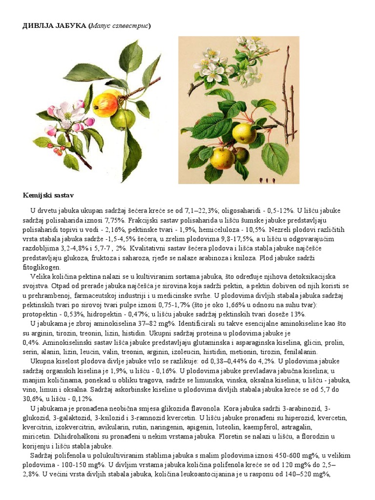 Divlja Jabuka | PDF