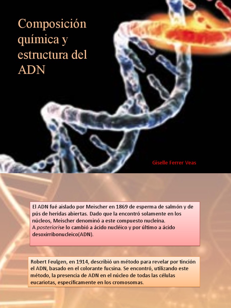 cOMPOSICION QUIMICA Adn | PDF | Adn | Ácidos nucleicos