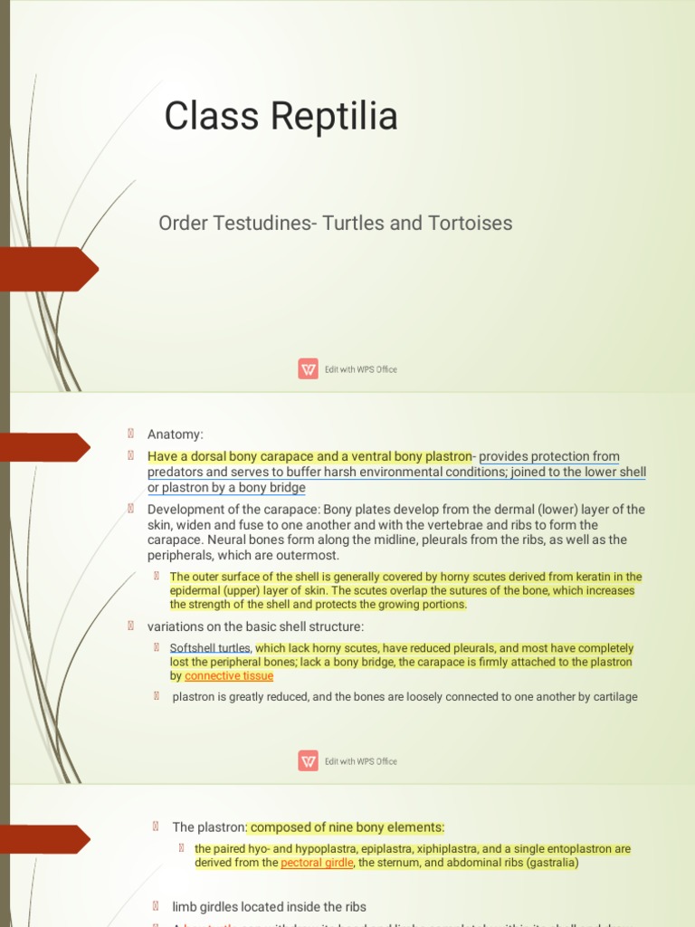 Class Reptilia - Order Testudines-1 | PDF | Turtle | Zoology
