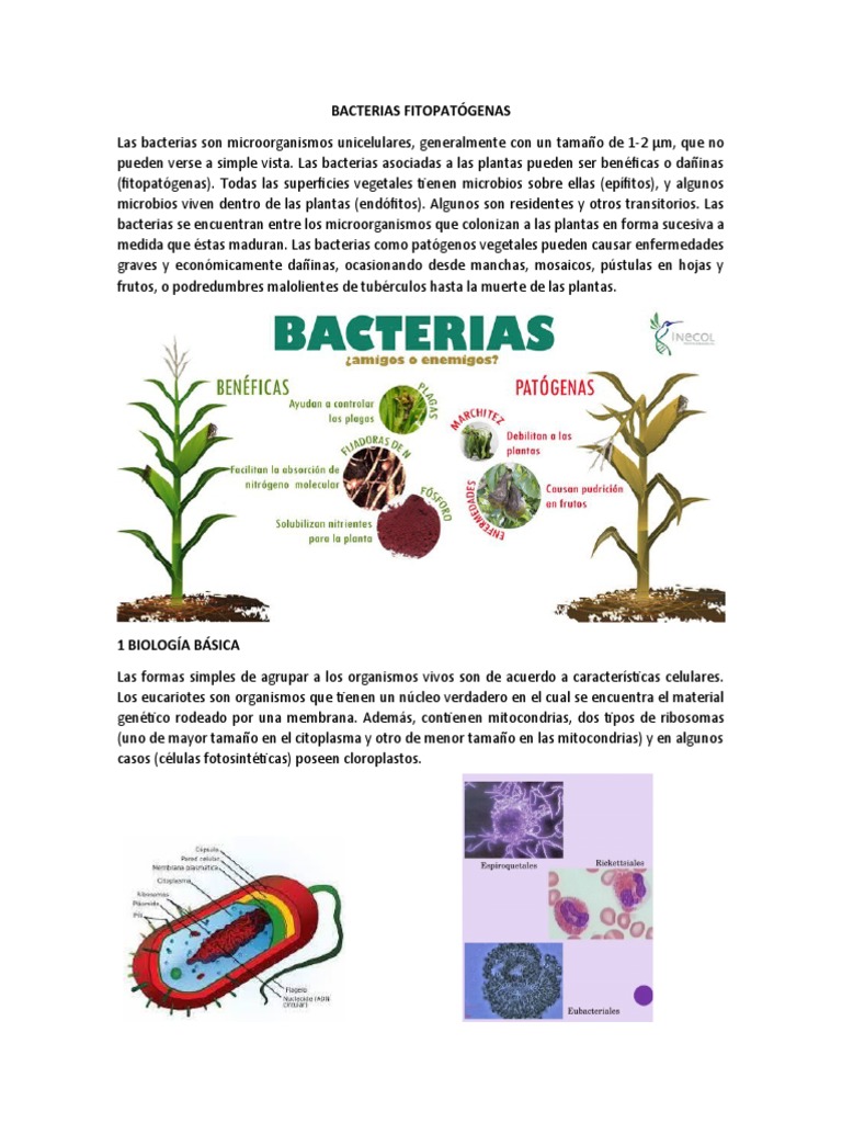 Bacterias Fitopatógenas | PDF | Las bacterias | Plantas