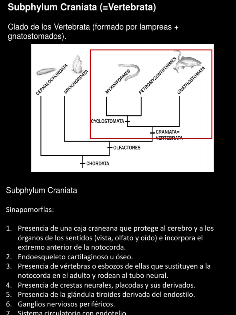 Gnatostomata | PDF | Pescado | Anatomía